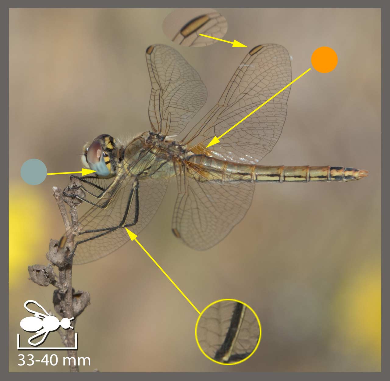 Sympétrum à nervures rouges - Sympetrum fonscolombii | Identifier un ...