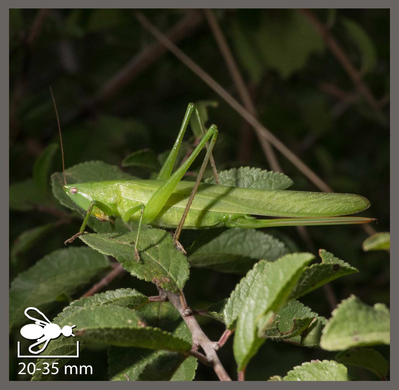 Conocéphale gracieux - Ruspolia nitidula | Identifier un insecte