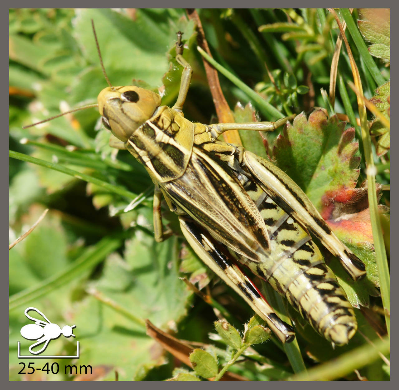 Criquet bariolé - Arcyptera fusca | Identifier un insecte