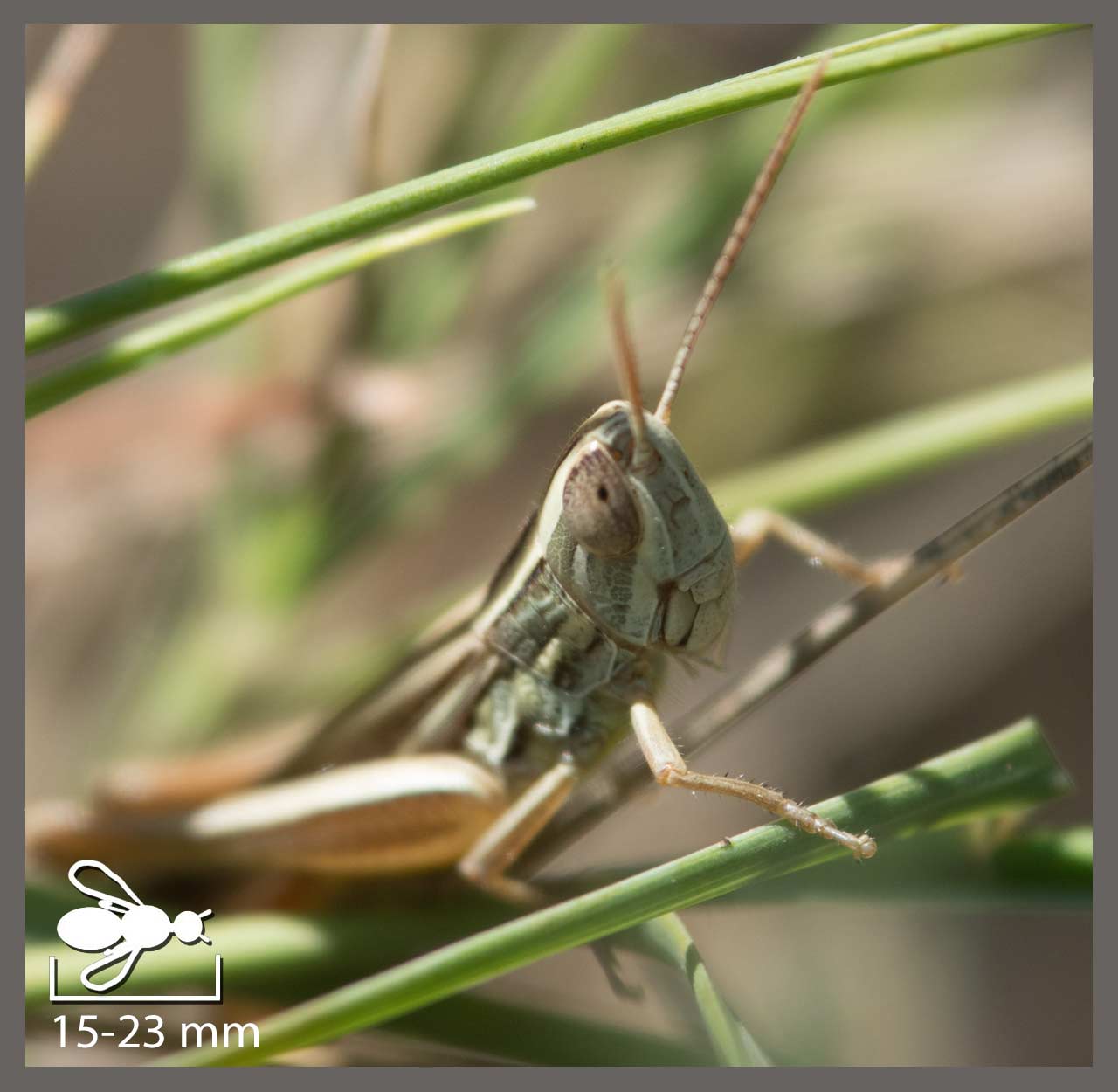Criquet du Bragalou - Euchorthippus chopardi | Identifier un insecte