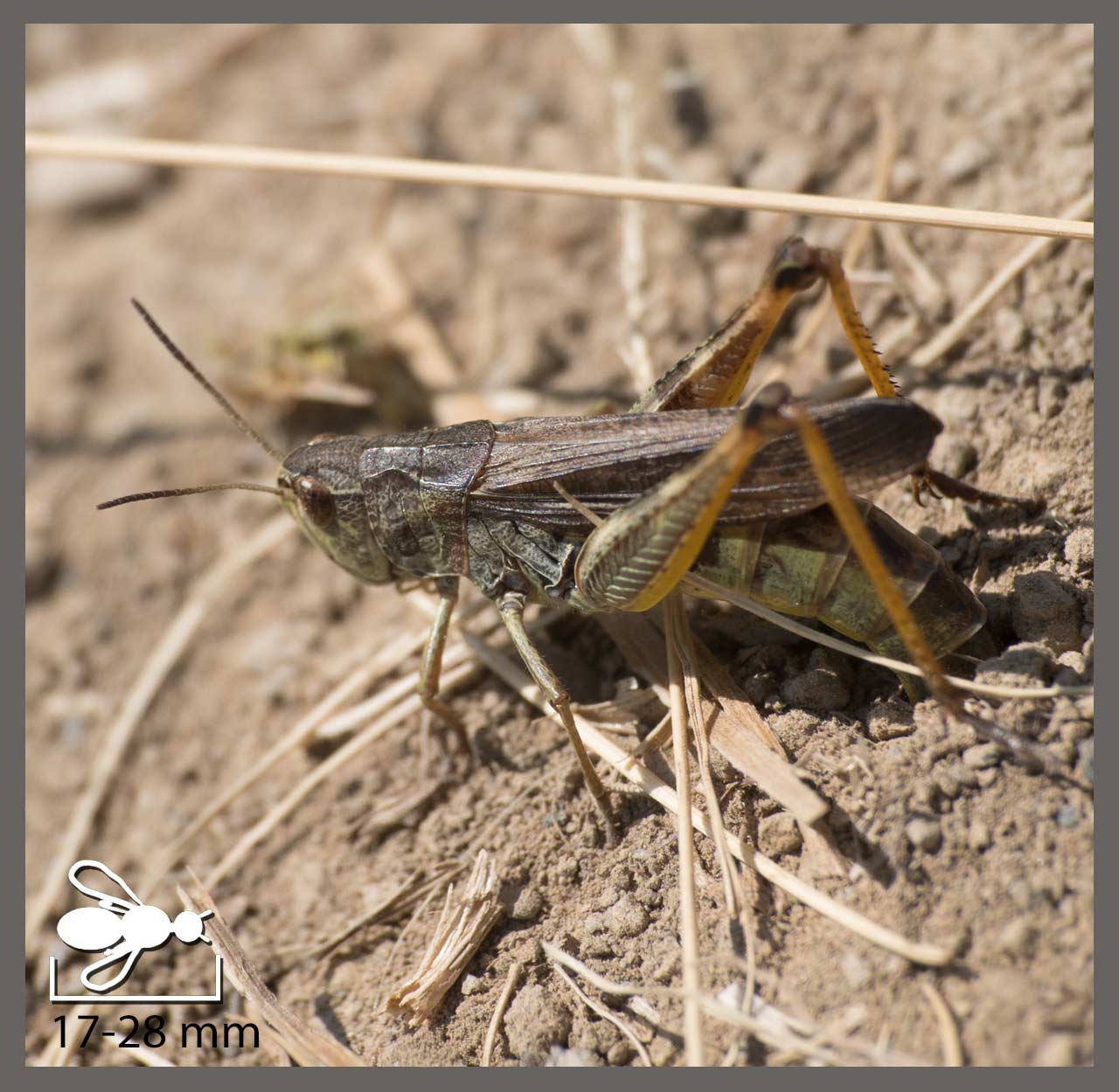 Criquet jacasseur - Stauroderus scalaris | Identifier un insecte