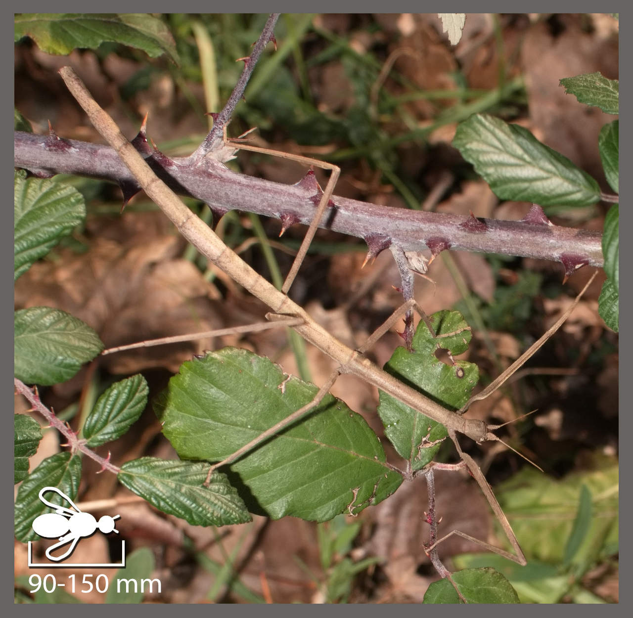 Phasme du Vietnam - Ramulus artemis | Identifier un insecte