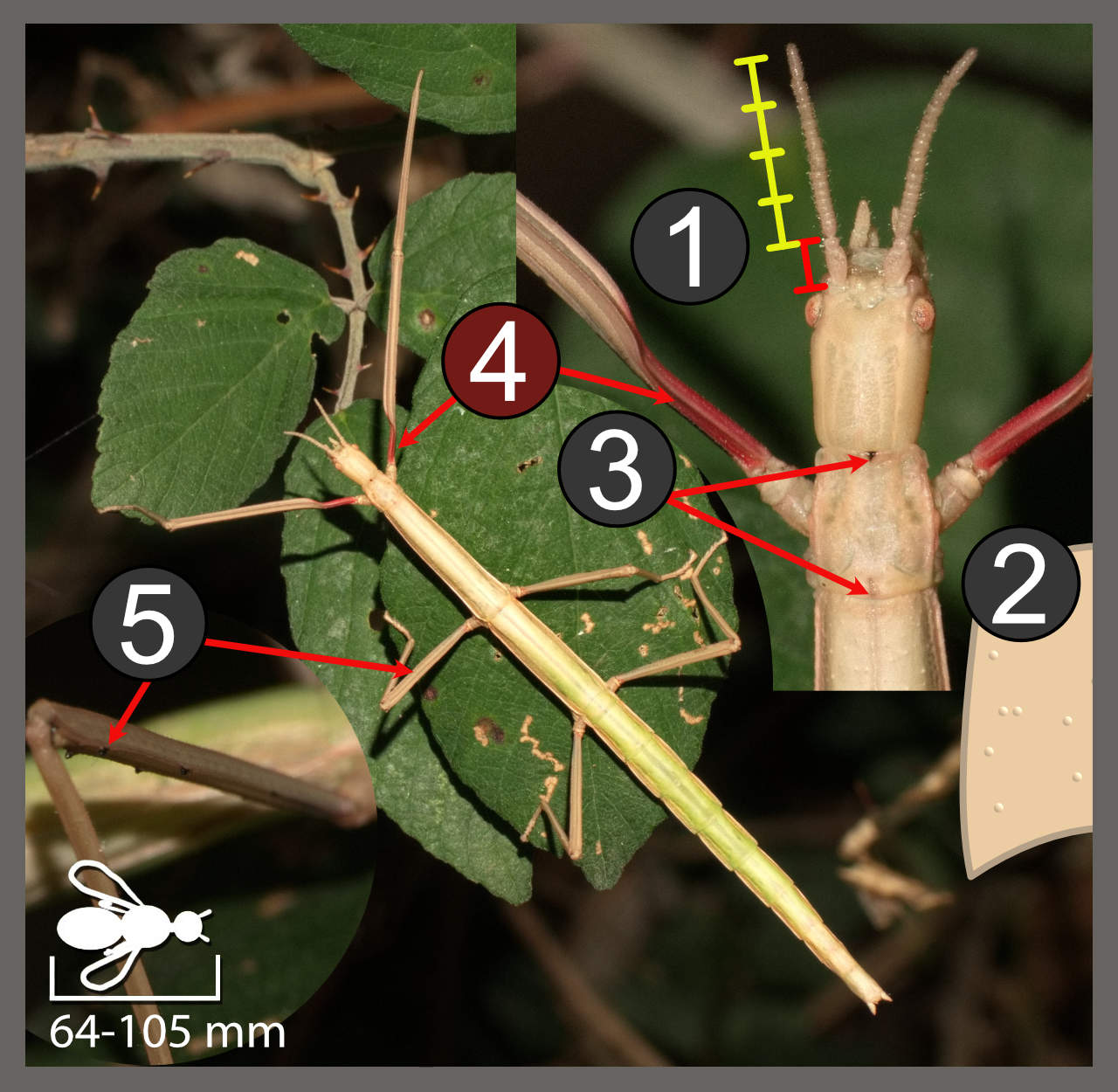 Phasme étrusque - Bacillus rossius | Identifier un insecte